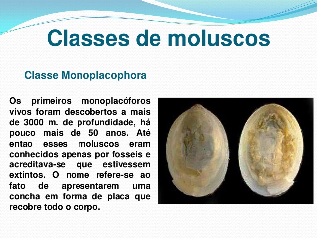Filo mollusca | Biologia: A ciência da vida