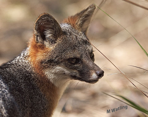 Friends of the Island Fox: Fox Foto Friday - Island Foxes Healthy ...