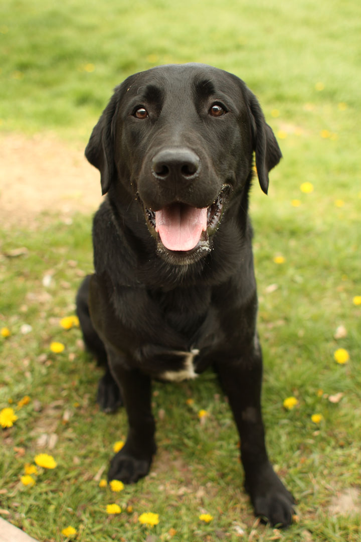 Tyson - Black Labrador Retriever
