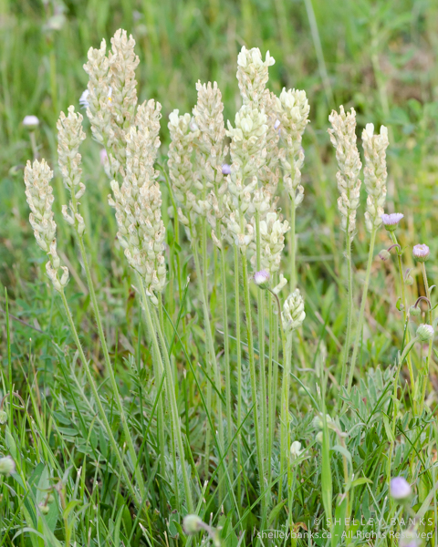 Prairie Wildflowers: Late Yellow Locoweed: Creamy white July flowers