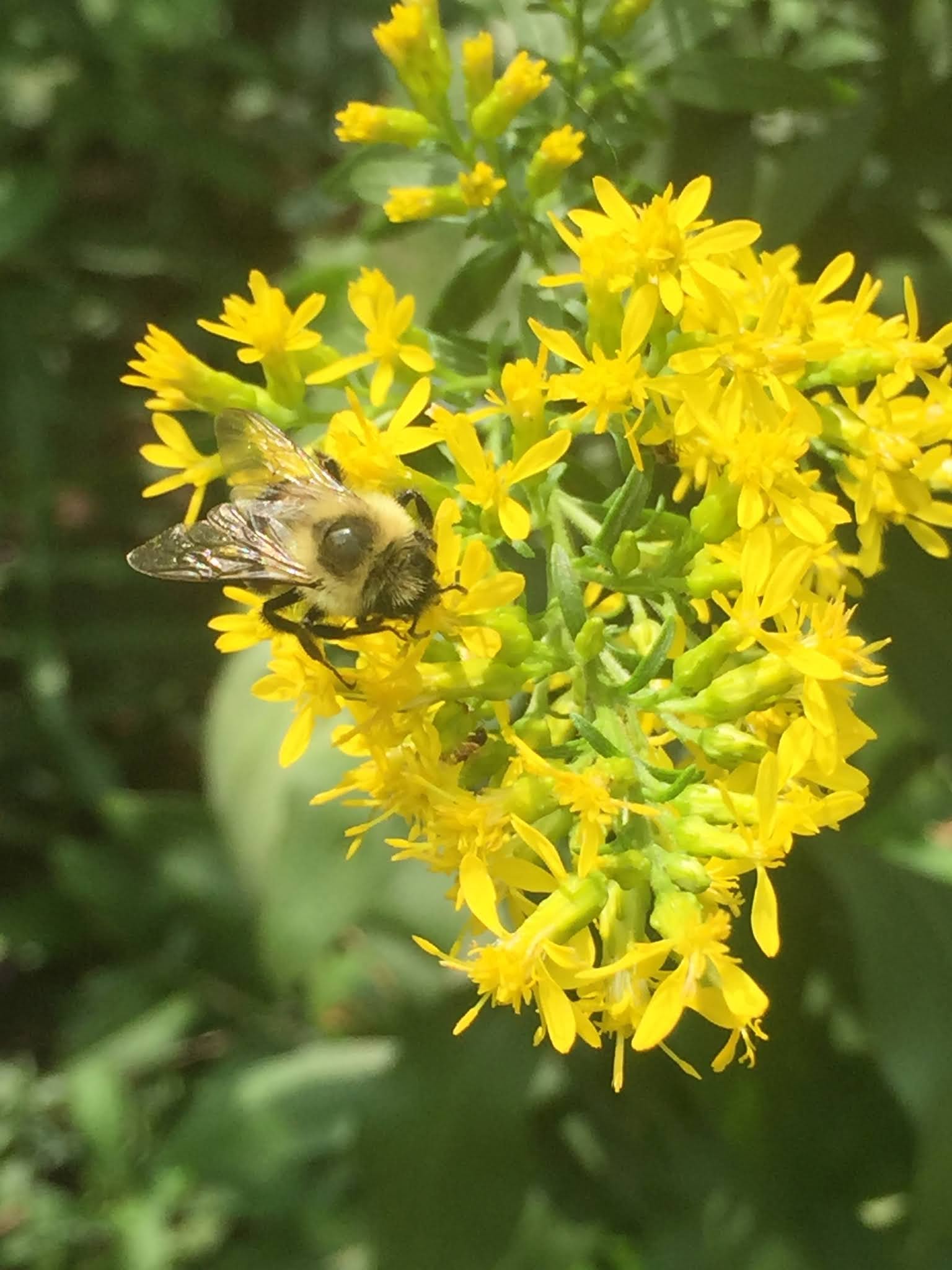 The Phytophactor: Friday Fabulous Flower - Goldenrod