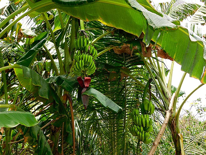 My Roatan - Adventures in Creating Nirvana: the chata patch