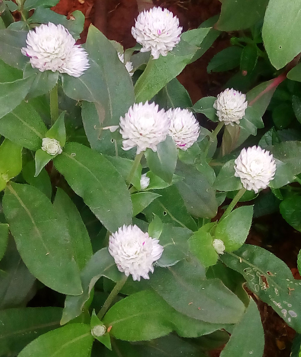 Kenop Flower White Color