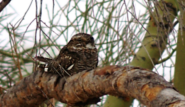Arizona: Beetles, Bugs, Birds and more: Night Hawks