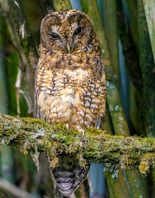 Himalayan owl | Birds of India | Bird World