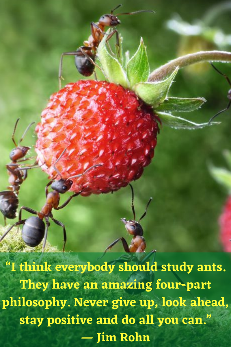 The Ant Philosophy By Jim Rohn