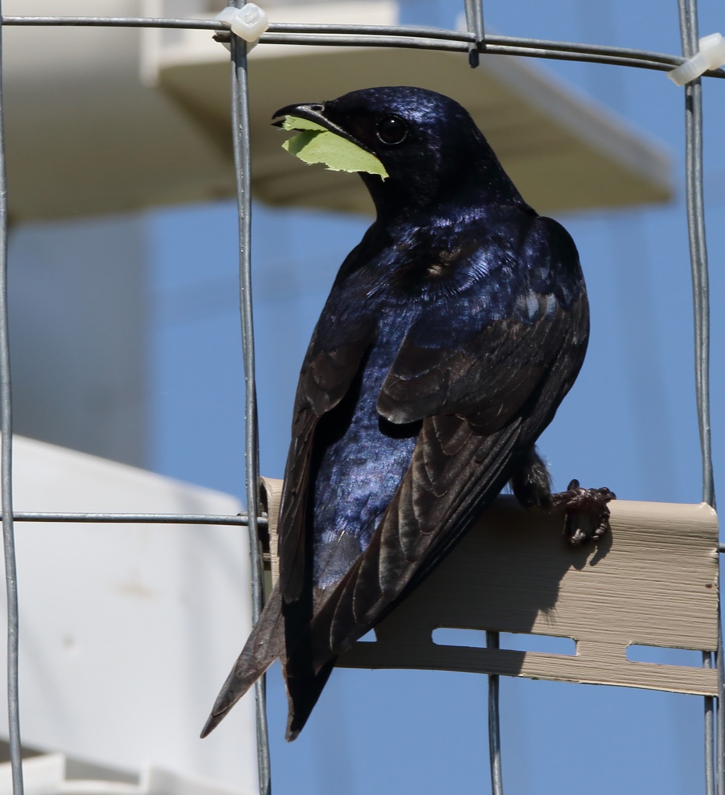 The Birds & The Bees: purple martin banding