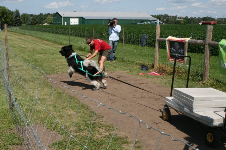 Team Sashas: Weight Pulling Fun!