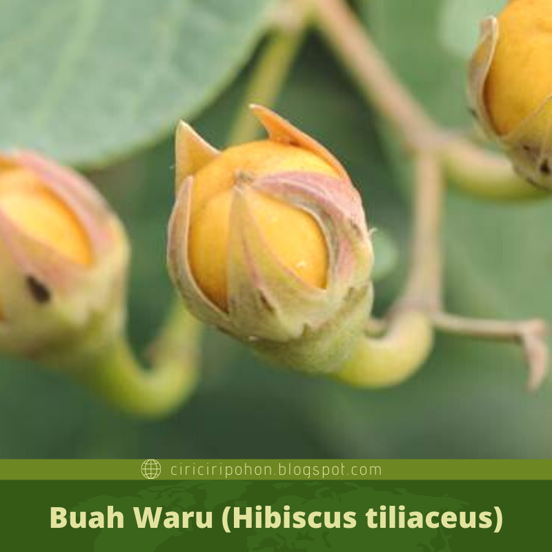 Ciri Ciri Pohon Hibiscus Tiliaceus / Waru Laut Di Alam Liar ...