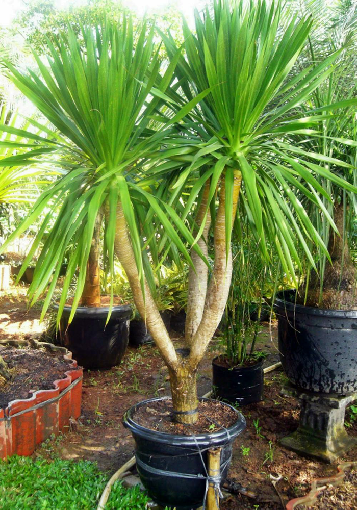 17 Tanaman Yang Bagus Ditanam Di Depan Rumah - TUKANG TAMAN SURABAYA