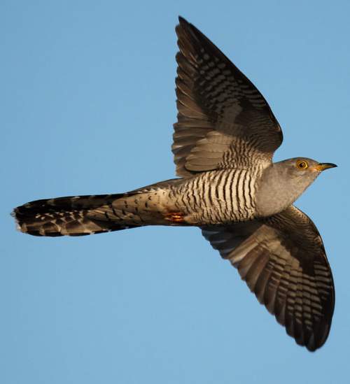 Common cuckoo | Birds of India | Bird World