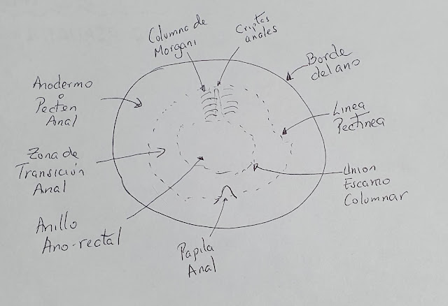 Gastroenterología Clínica Delgado: Anatomía Endoscópica del Canal Anal