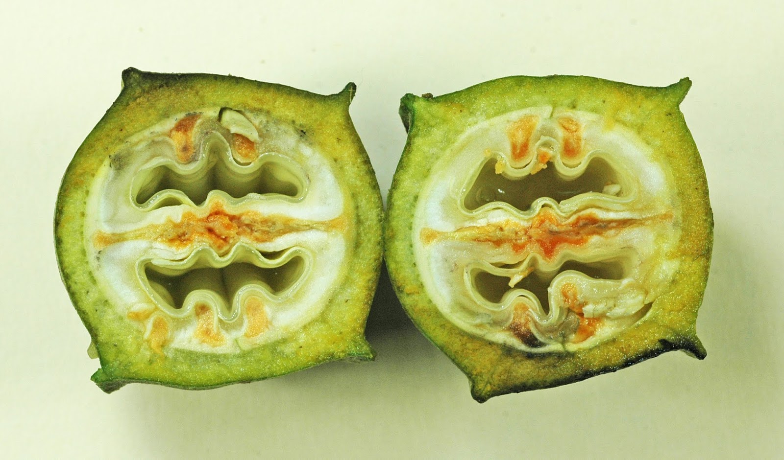 Northern Pecans: Spraying for pecan weevil