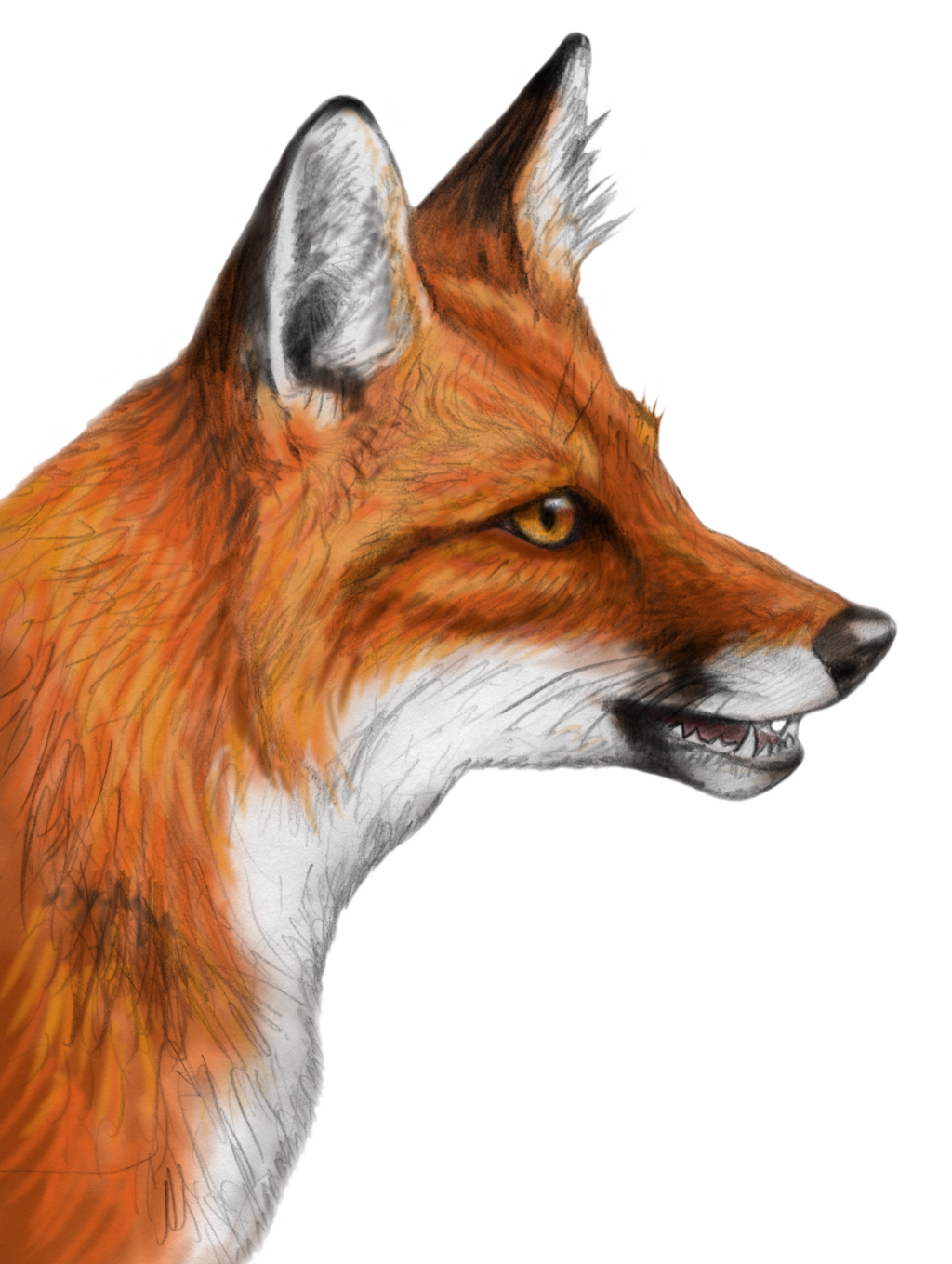 FOX PNG FOX FREE DOWNLOAD ALL HD PNG FOR PICSART AND PHOTOSHOP - FREE ...