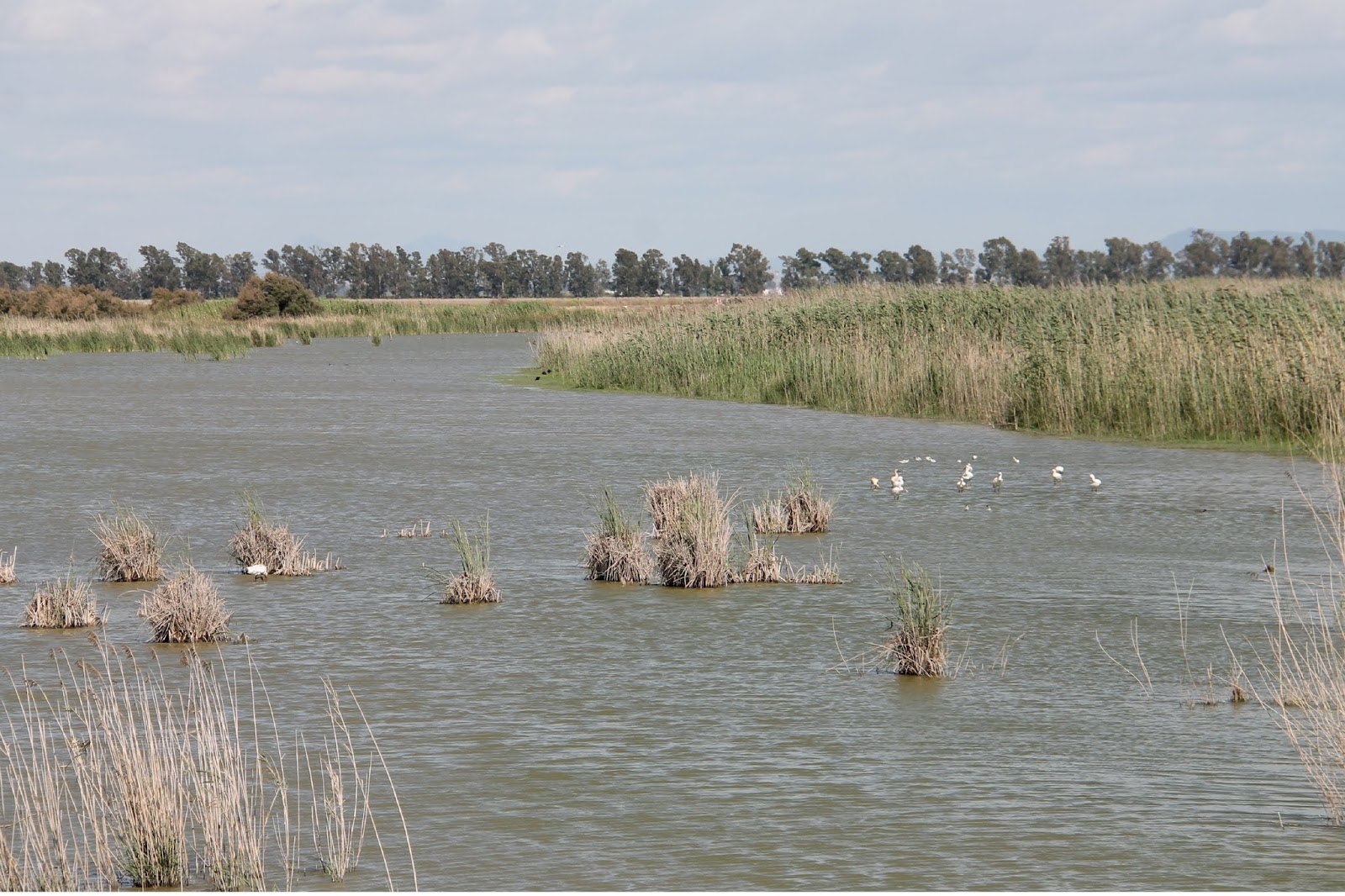 PhotoTracking Sevilla: Paraje Natural del Brazo del Este. Ficha técnica