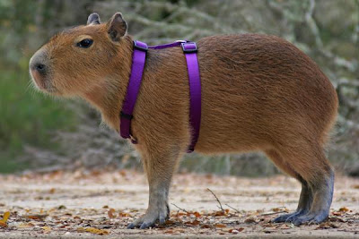 Animales en el Planeta: La capibara, carpincho, chigüiro o chigüire ...