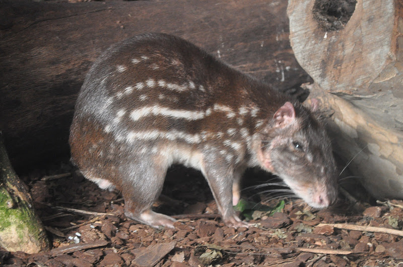 ZOOTOGRAFIANDO (MI COLECCIÓN DE FOTOS DE ANIMALES): PACA / LOWLAND PACA ...
