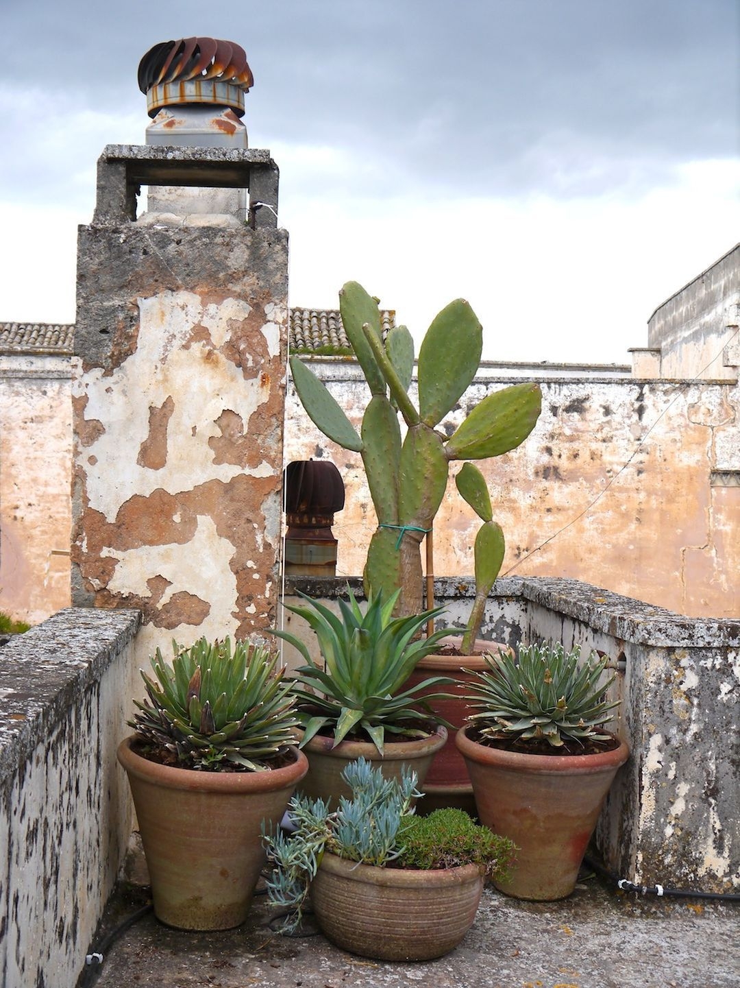 48 Cute Small Cactus Ideas To Maximize Your Interior Design | ARA HOME