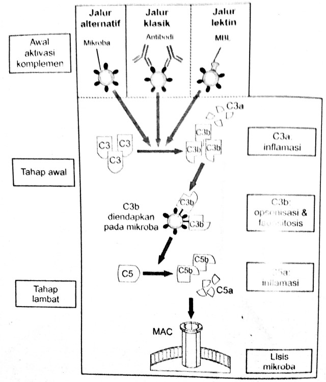 Konsultasi Dokter Keluarga: Sistem Komplemen dalam Sistem Imun