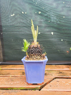 Bonsai Beginnings: King Sago