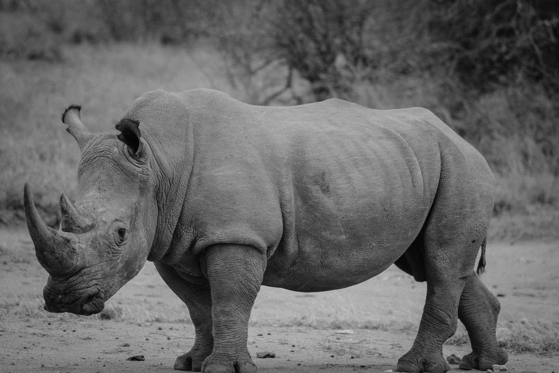 LE RHINOCÉROS NOIR, UNE ESPÈCE EN DANGER CRITIQUE D’EXTINCTION - Africa ...