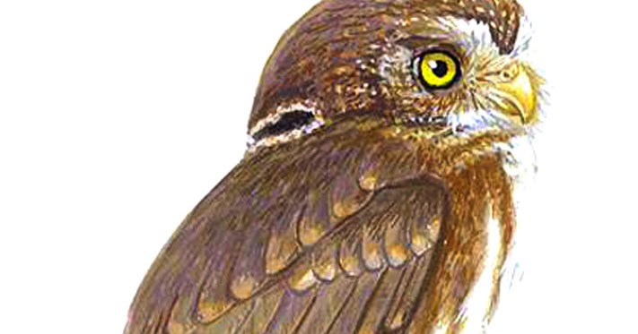 Tecolote Tamaulipeco