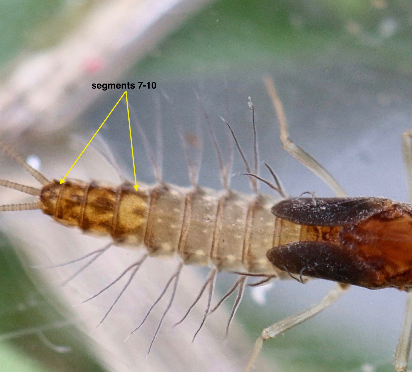 Aquatic Insects of Central Virginia