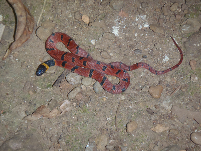 120 Kilopods: #122 Redback Coffee Snake