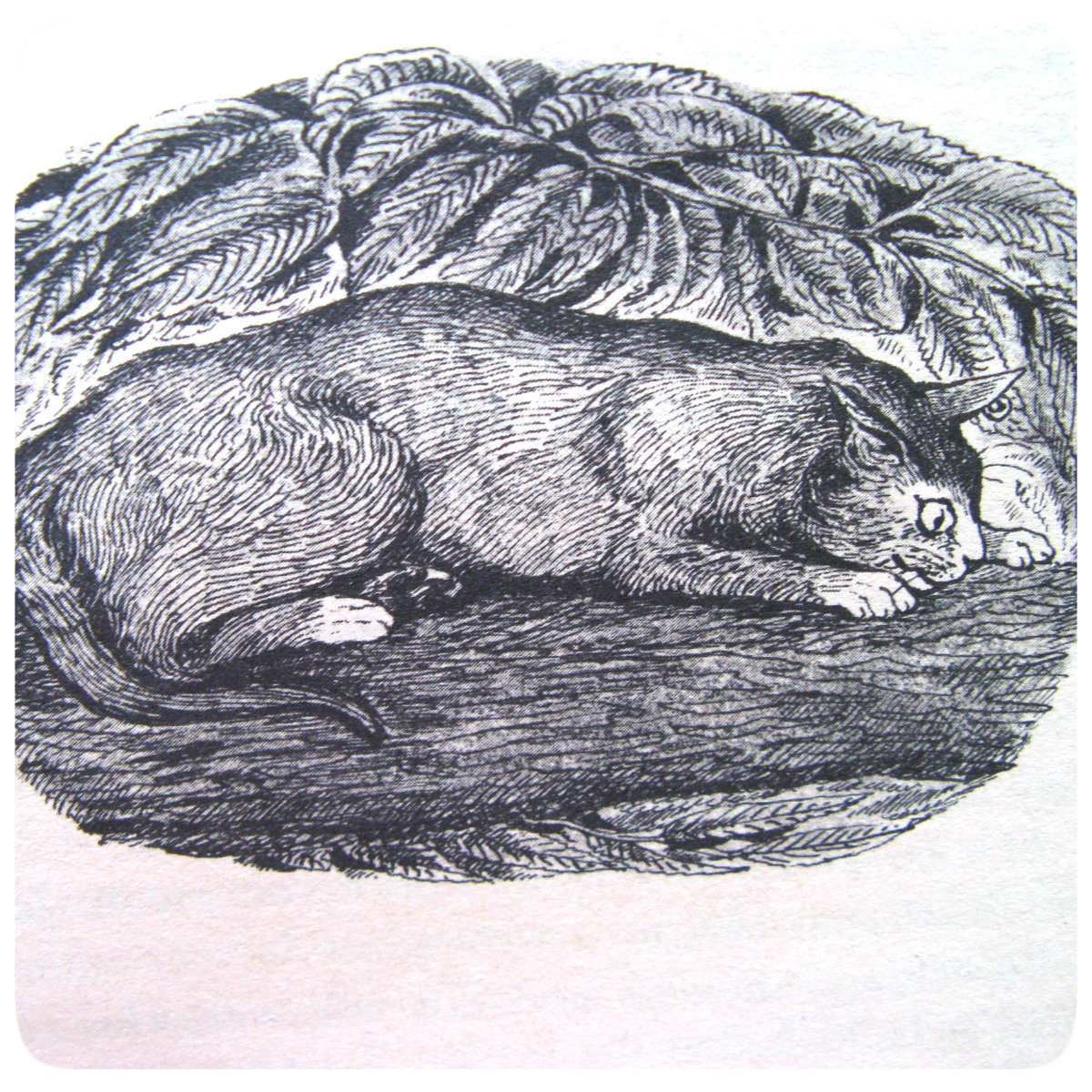 Happy as a Lark: Rama the Gypsy Cat