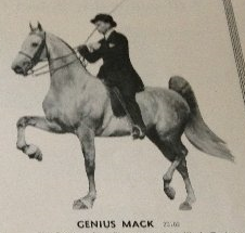 The American Saddlebred: 8/3/14 Glorious Grays part 4, the finale