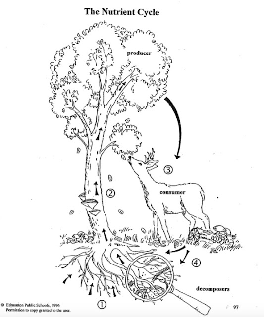The Nutrient Cycle