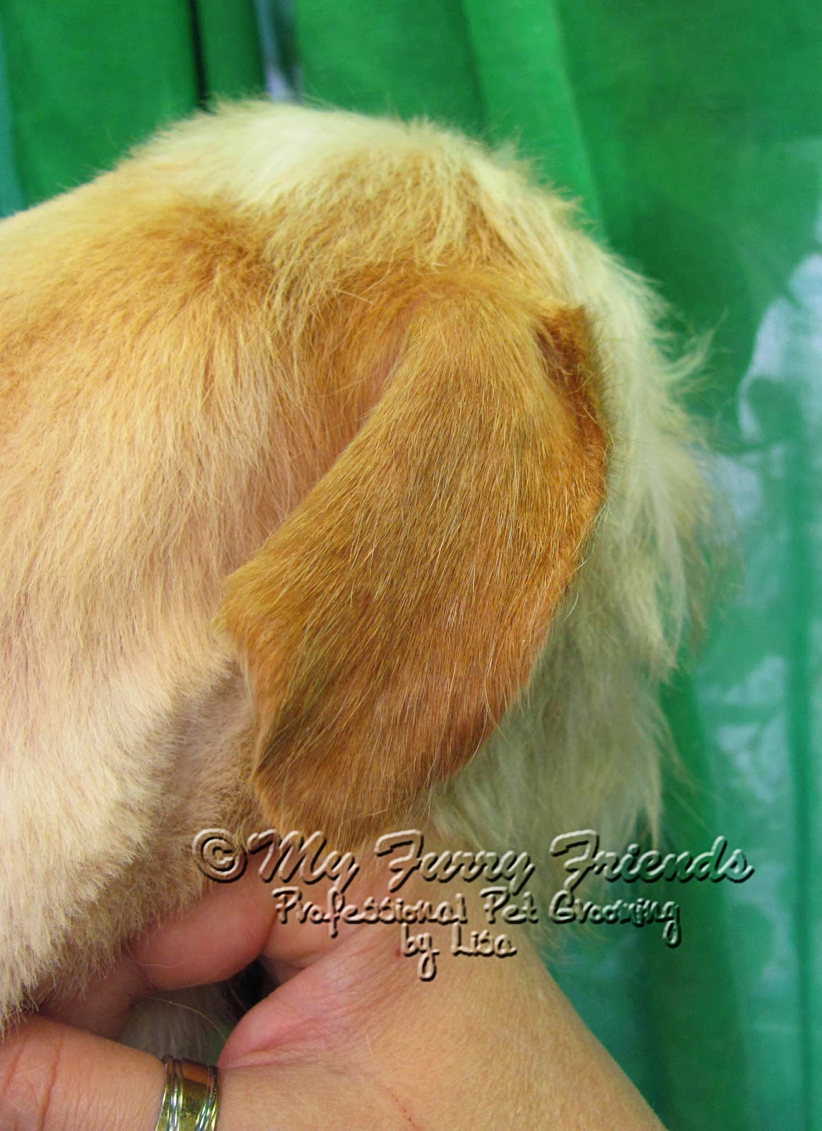 Pet Grooming: The Good, The Bad, & The Furry: Working With Vague ...