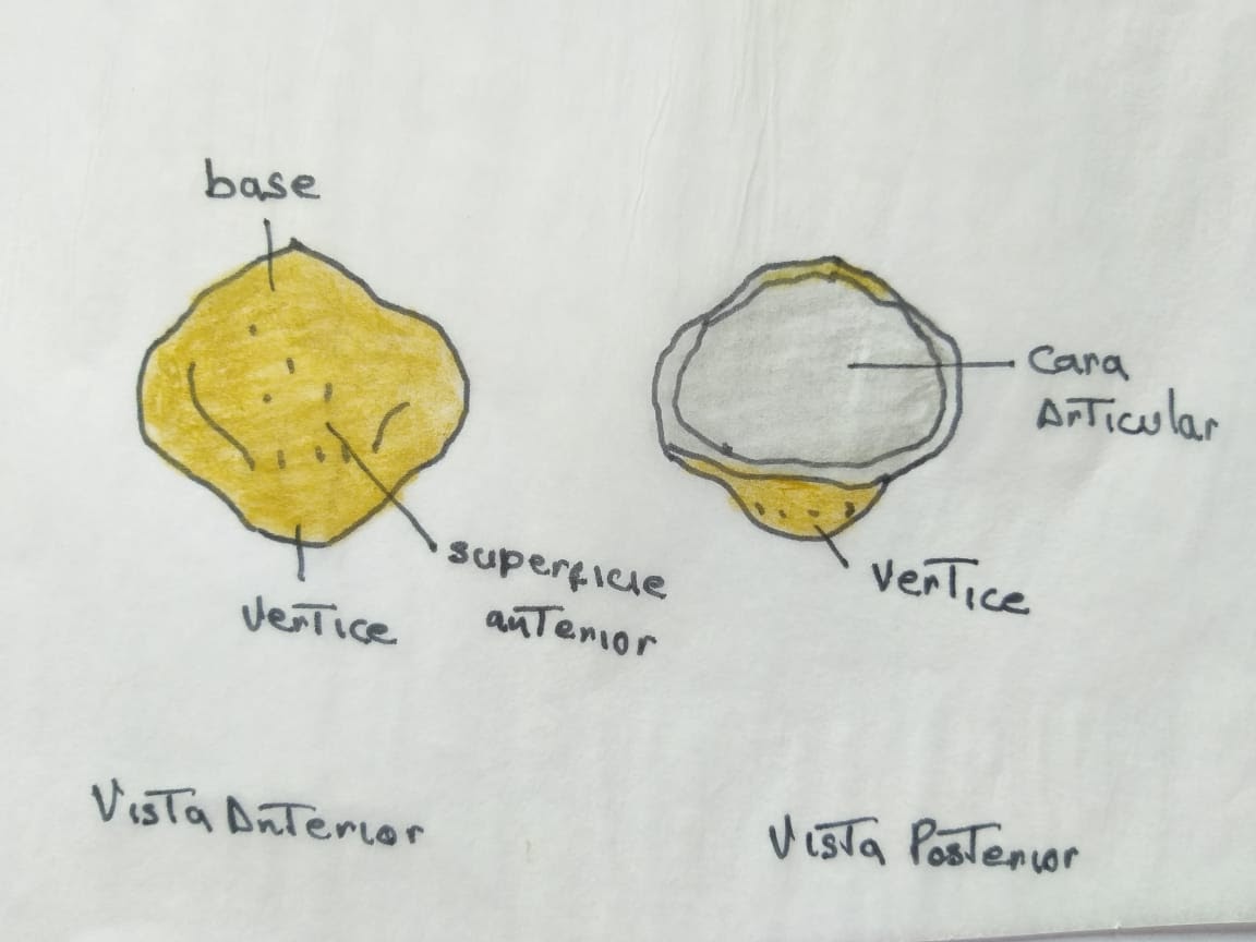CONTEXTUALIZACION ANATOMICA: rotula