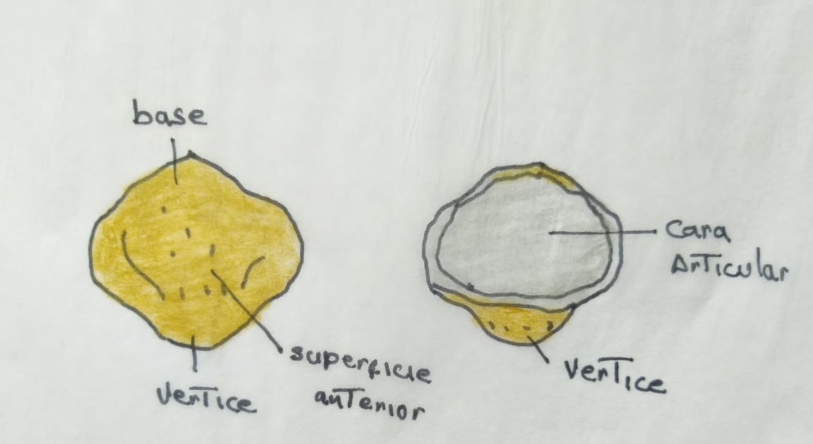 CONTEXTUALIZACION ANATOMICA: rotula