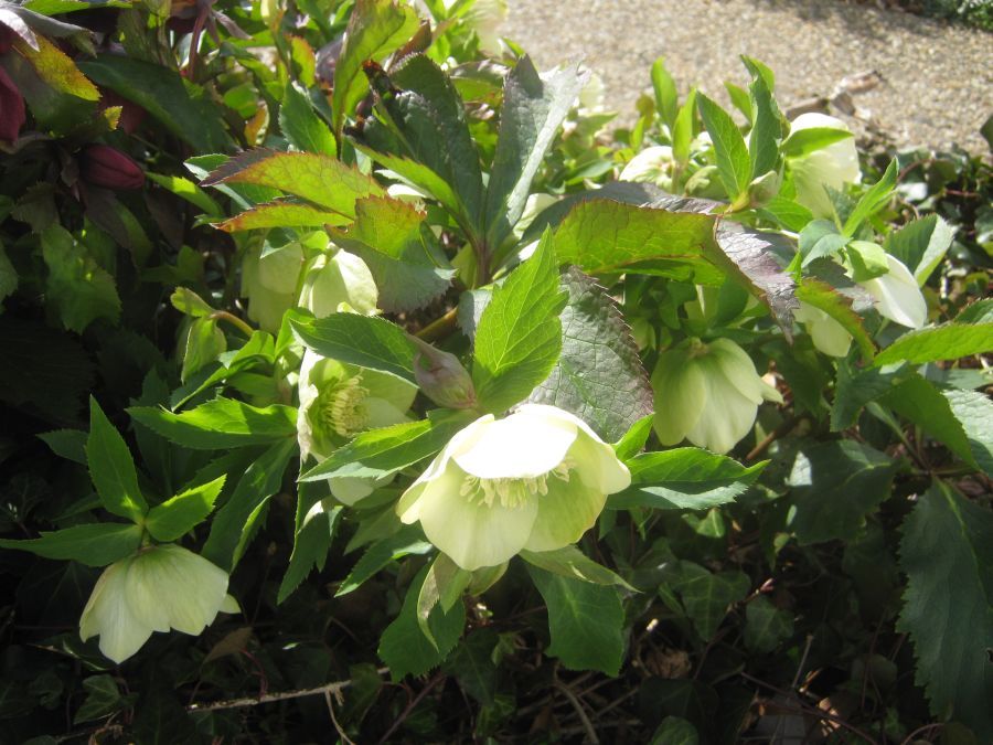 Future Plants by Randy Stewart: Helleborus