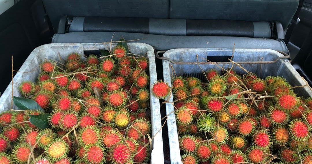 Warisan Petani: Buah Rambutan Jarum Emas