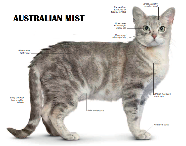 83 Jenis Baka Kucing (Bulu Pendek) yang Ada Di Dunia - Comel-Comel ...