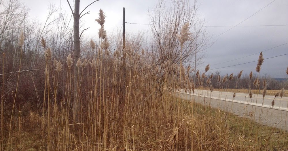 georgesworkshop: uses for phragmites