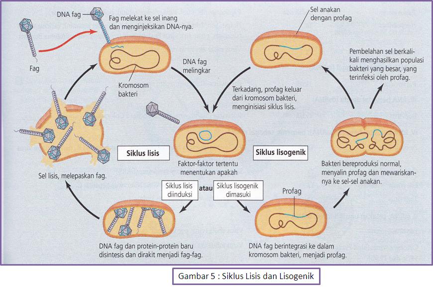 SIKLUS LISOGENIK - f2kom.blogspot.com