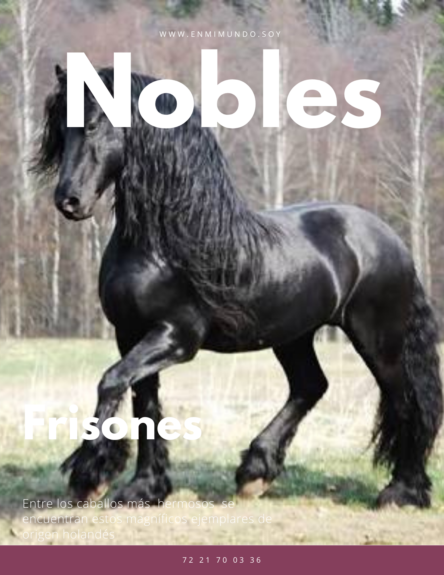 Es recomendable que la crin del frisón se mantenga tejida y bien aseada ...