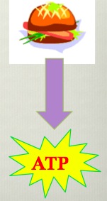 Amy Brown Science: Teaching Cellular Respiration