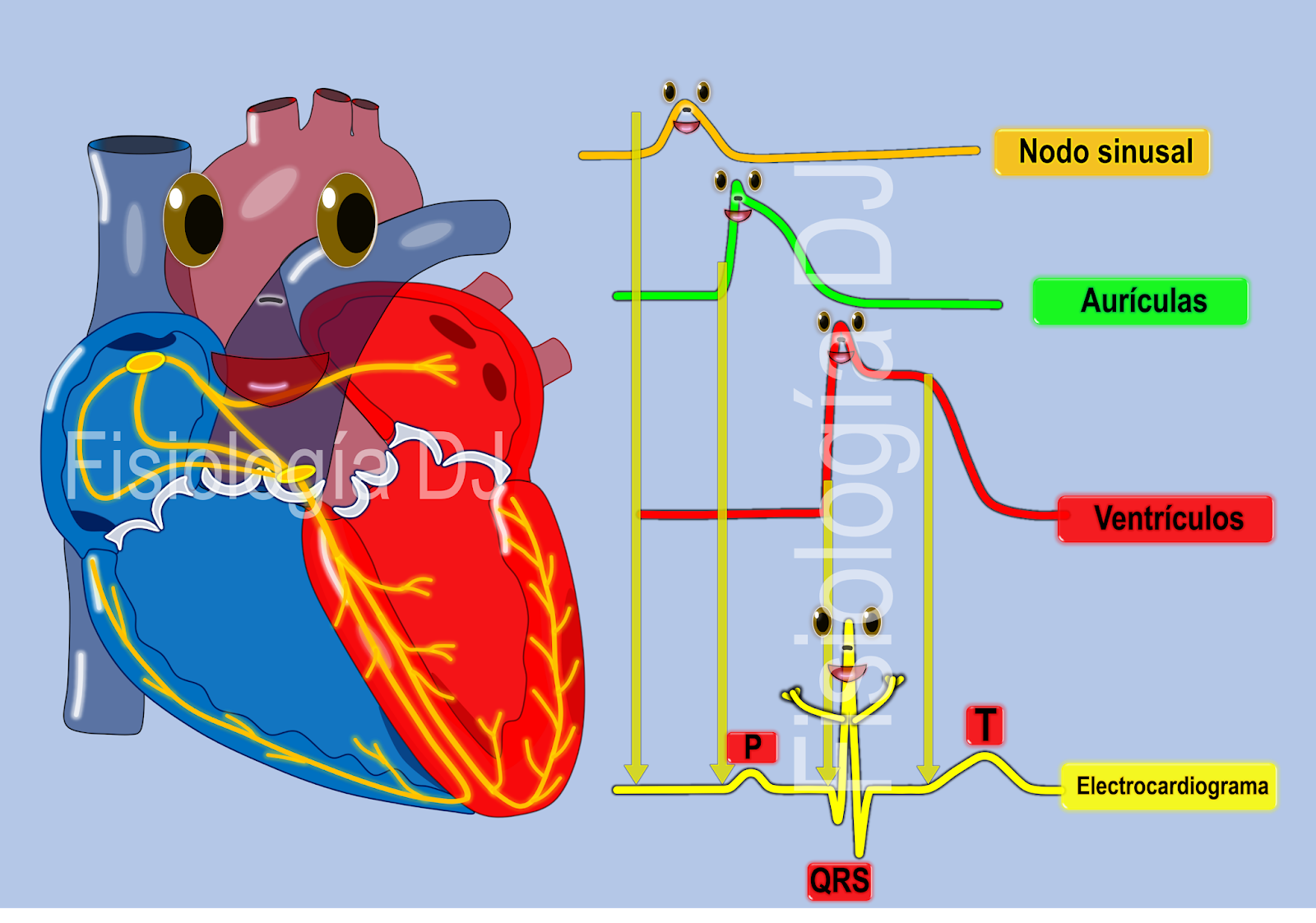 Fisiología DJ: Electrocardiograma: Aprendiendo las ondas P, Q, R, S, T ...