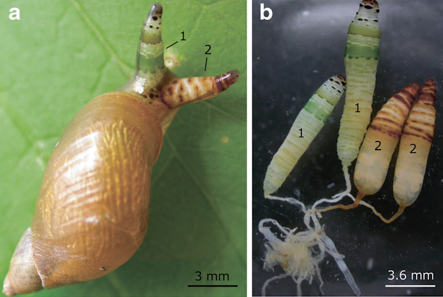 Leucochloridium Paradoxum Broodsac