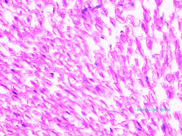 Microscope World Blog: Veins under the Microscope