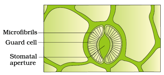 Transport in Plants - Notes | Class 11 | Part 4: Transpiration