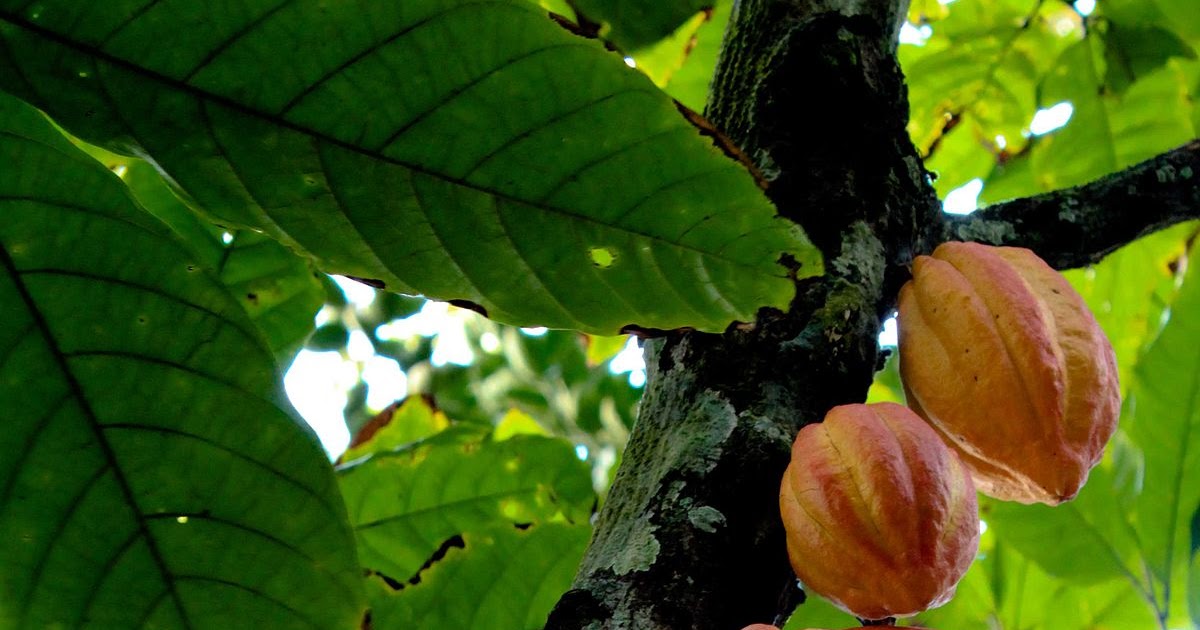 Statistics Update: Cacao Tree