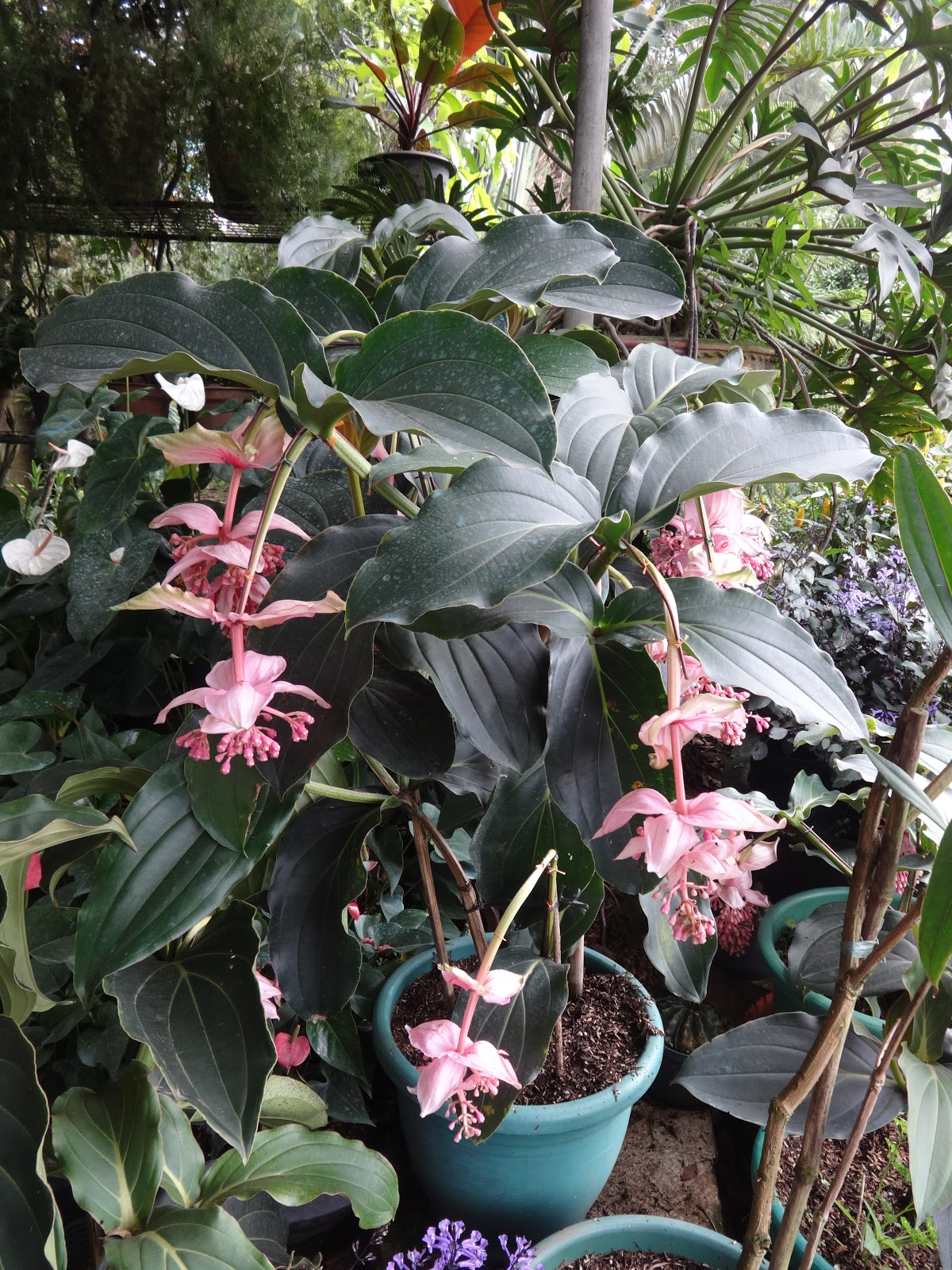 Herbs from Distant Lands: Medinilla magnifica, Medinilla pendula ...