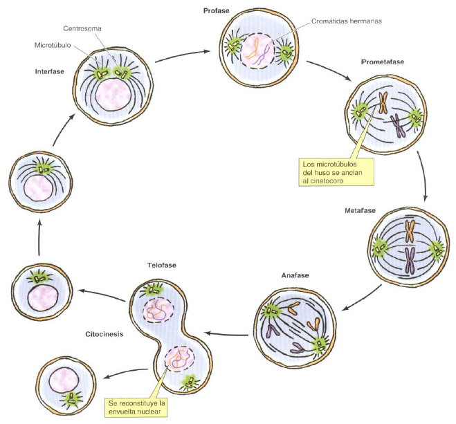 Envejecimiento celular PLE: Etapas de la mitosis (fase M) Envejecimiento celular PLE: Etapas de la mitosis (fase M)