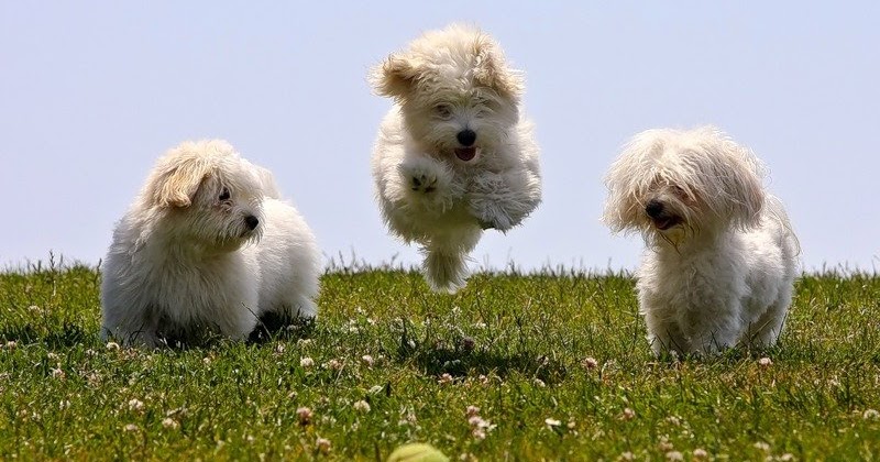 Wall Papers: Three 3 Three Animals