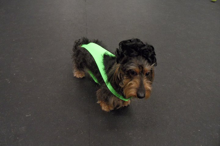 For the love of sausage dogs: dachshund Ubaldo does Borat